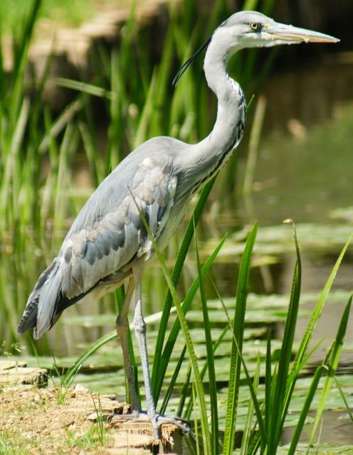 les-herons